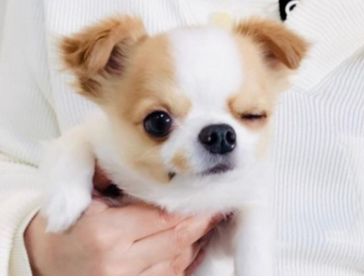 ⅩJapan Toshiと愛犬にゃんたろうとの絆 | Xjapan History